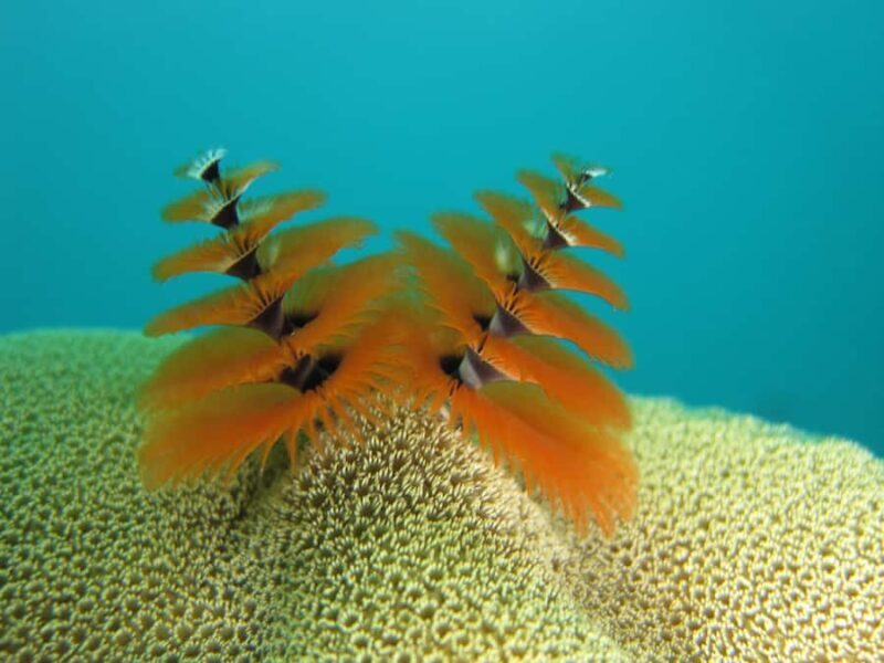 Ko Kut: Bubblemaker Diving for 8 and 9 Year Olds - The Practicalities: What to Expect and What to Bring