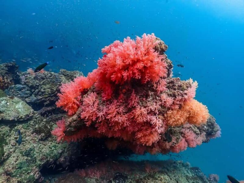 Ko Lanta: 4 Island Classic Longtail Boat Tour with Lunch - Authentic Experiences and Practical Details