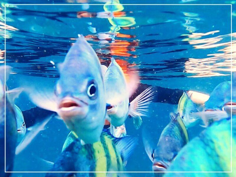 Ko Lanta: 4 Islands Snorkeling Tour by Longtail Boat - Authentic Experiences from Other Travelers