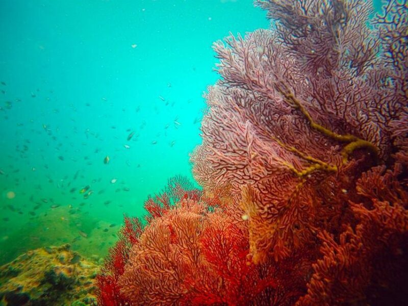 Ko Lanta: 4 Islands Snorkeling Tour by Longtail Boat - Who Will Love This Experience?