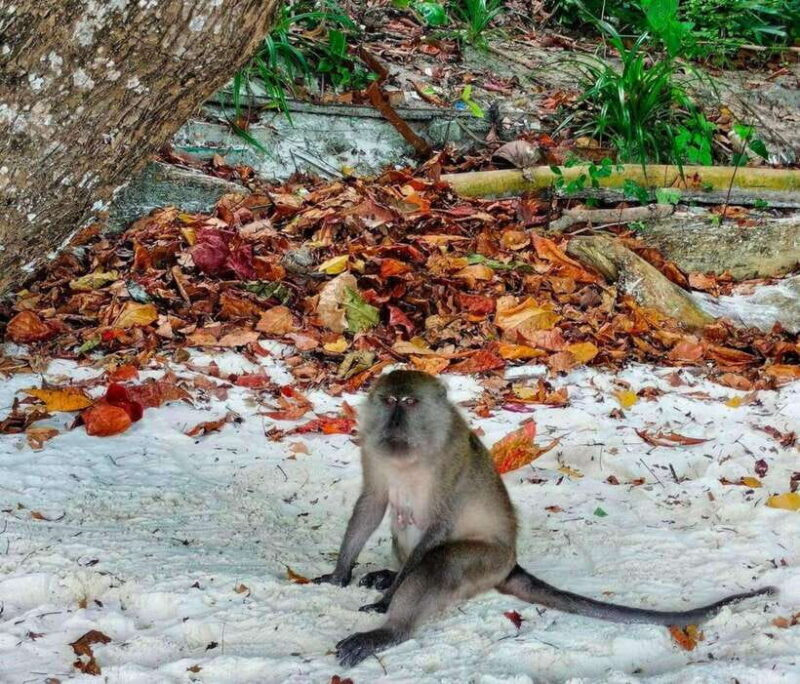 Ko Lanta: Amazing 4-Islands Snorkeling Day Trip w/ Lunch - FAQ