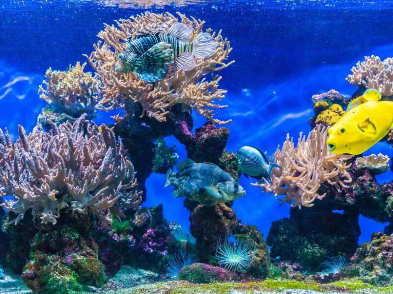 Ko Lanta: Full-Day Snorkel Trip to Phi Phi & Bamboo Islands - The Experience from a Traveler’s Perspective