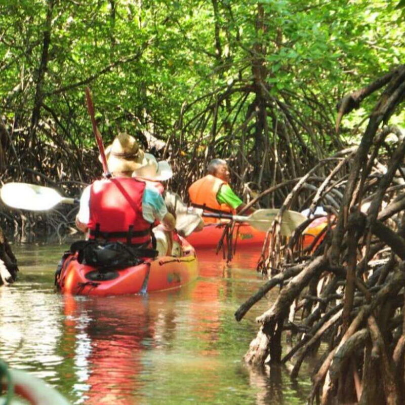 Ko Lanta: HALF DAY EXPLORE MANGROVE KAYAKING TOUR AND LUNCH - The Sum Up