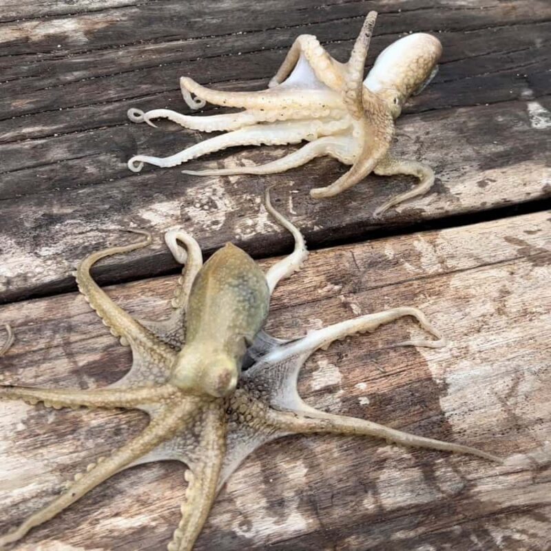 Ko Lanta: Ko Por Fishing Village: Authentic Local Life Tour - A Detailed Look at the Tour Experience