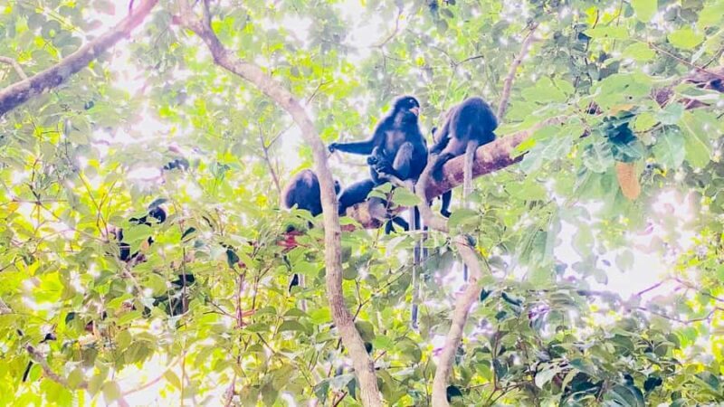 Ko Lanta: Long-tail Boat Sightseeing Tour with Lunch - An In-Depth Look at the Ko Lanta Long-tail Boat Tour