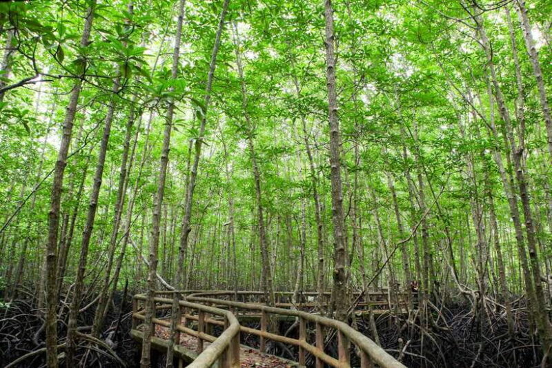 Ko Lanta: Mangrove Forest Boat Tour with Lunch or Dinner - Exploring the Itinerary in Detail