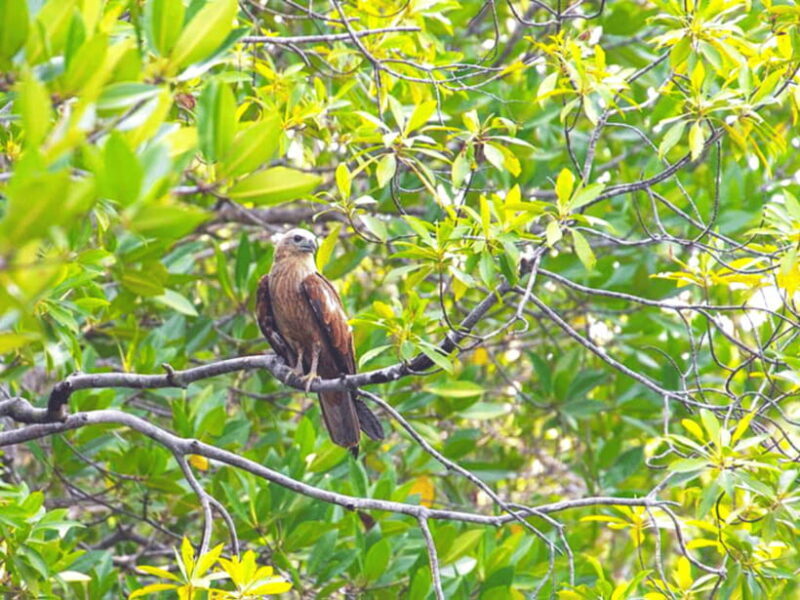 Ko Lanta: Mangrove Forest Boat Tour with Lunch or Dinner - Concluding Thoughts