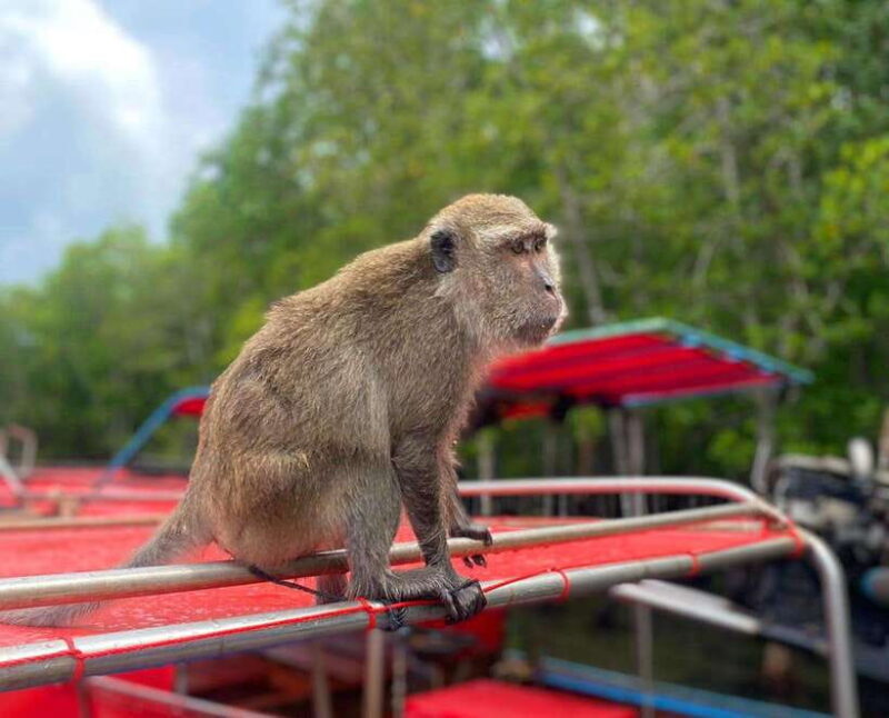 Ko Lanta: Mangrove Forest Kayak & Wildlife Adventure - Practical Tips for Travelers