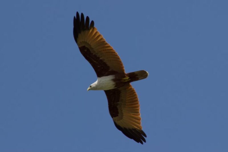 Ko Lanta: Mangrove Kayaking, Ko Talabeng, & Skull Island - A Deep Dive into the Experience