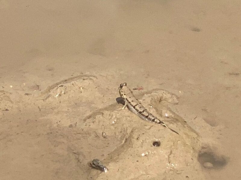 Ko Lanta: Mangrove Kayaking, Ko Talabeng, & Skull Island - Summary