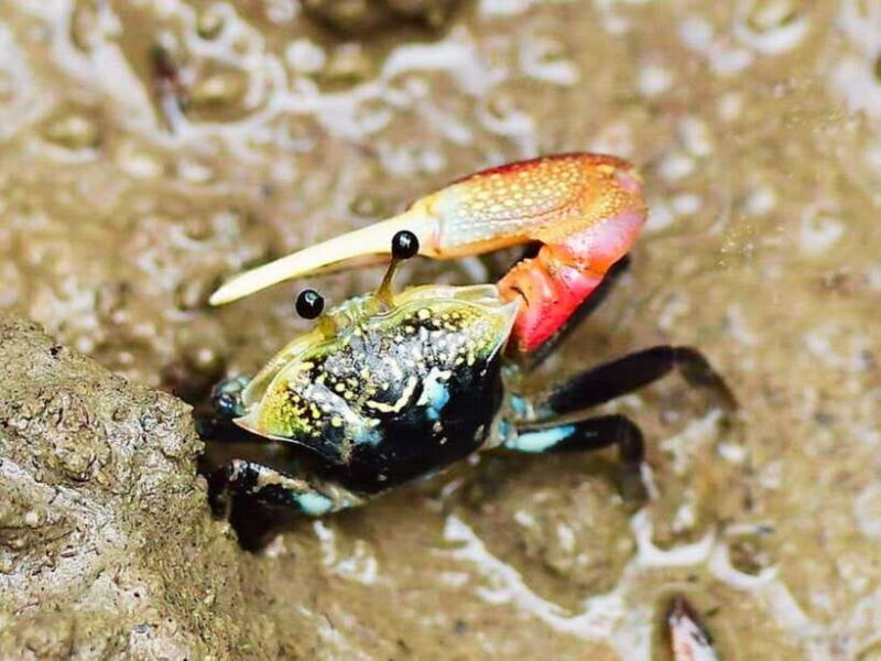 Ko Lanta: Mangrove Kayaking with Lunch and Hotel Transfer - An In-Depth Look at the Tour Experience