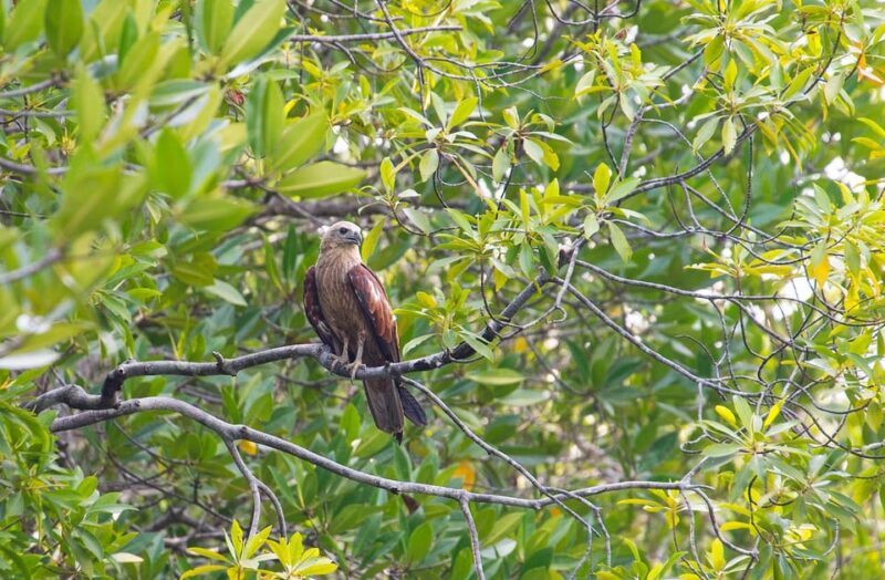 Ko Lanta: Old Town and Mangrove Forest Sightseeing Tour - FAQ: Your Practical Questions Answered