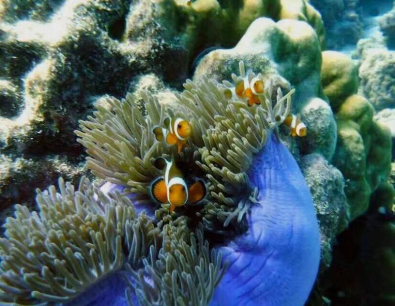 Ko Lanta: Phi Phi Day Trip by Speed Boat - FAQ