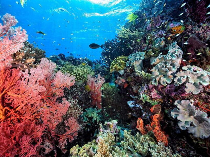 Ko Lanta: Snorkeling Adventure Tour to Koh Rok and Koh Haa - What Makes This Tour Stand Out