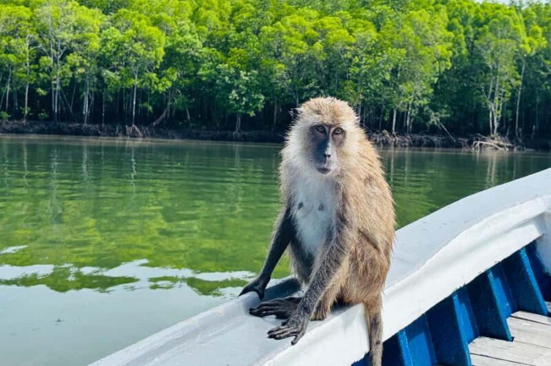 Ko Lanta: Thung Yee Peng Mangrove Kayak Rental - A Calm Beginning with Safety and Equipment