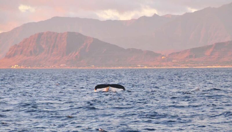 Ko Olina Captain's Sunset + Tasting - Key Points