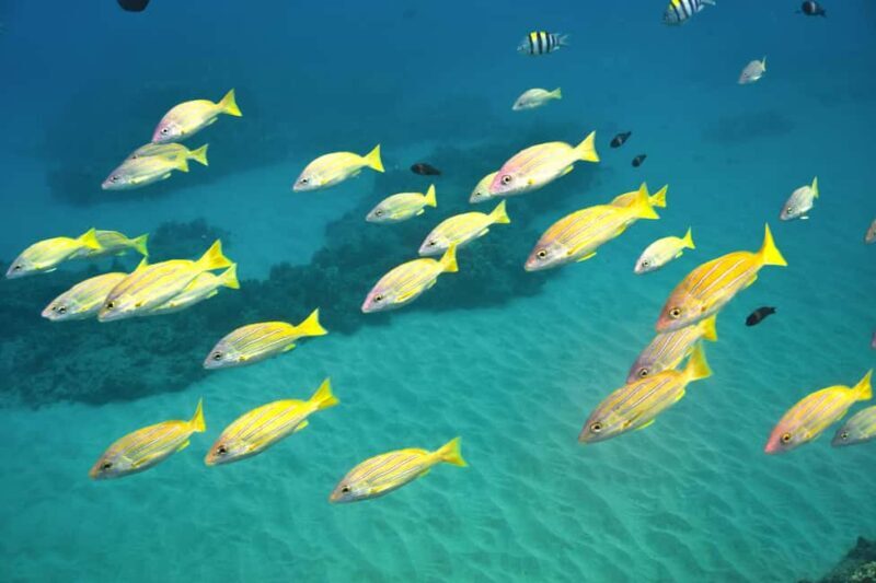 Ko Olina Exclusive Snorkel + Lunch - Setting Sail from Ko Olina Marina