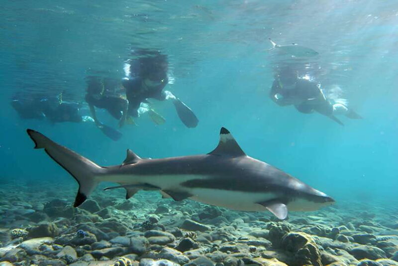 Ko Phi Phi Don: Speedboat Day Trip with Shark Snorkeling - A Detailed Look at the Tour Experience