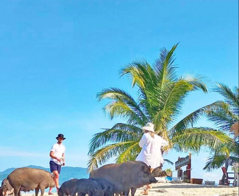 Ko Samui: Pig Island Snorkeling and Koh Tan Speedboat Tour - Key Points