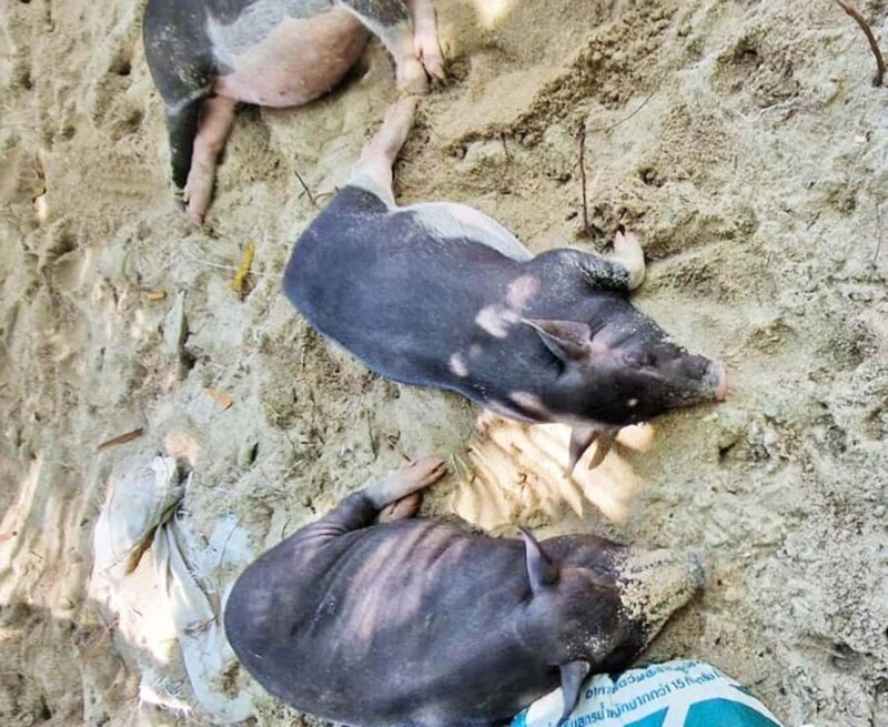 Ko Samui: Pig Island Snorkeling and Koh Tan Speedboat Tour - The Sum Up