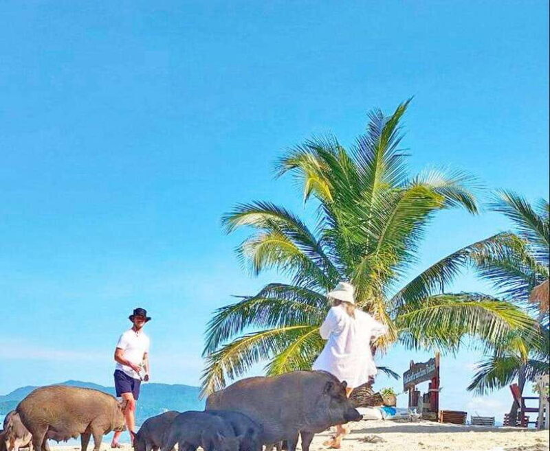 Ko Samui: Pig Island Snorkeling and Koh Tan Speedboat Tour - Introduction to the Tour