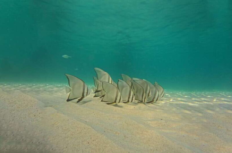 Ko Tao: Late Riser Snorkeling Tour with Lunch and Photos - Final Recommendation