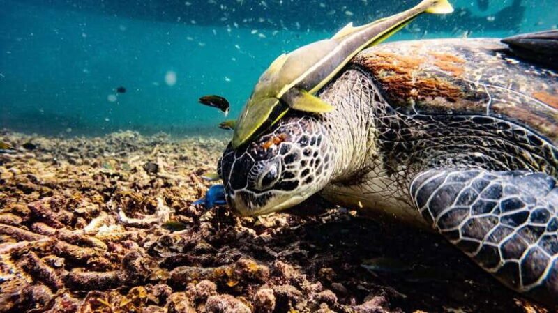 Ko Tao: Morning Trip to Ko Nangyuans Serene Oasis by Oxygen - Introduction: Why This Tour Stands Out