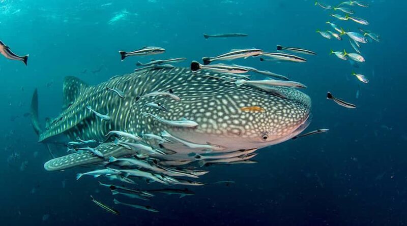 Ko Tao: Open Water Scuba Diving 4-Day Course - Key Points