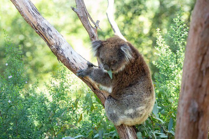 Koala Experience at Healesville Sanctuary - excl. entry - What Is the Koala Experience at Healesville Sanctuary?
