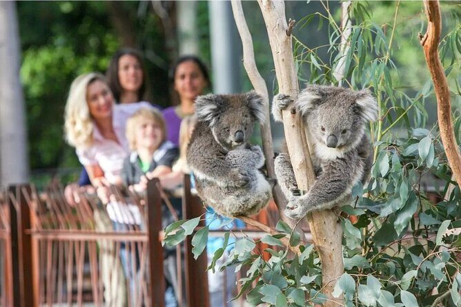 Koala Experience at Melbourne Zoo - excl. entry - Who Should Consider This Tour