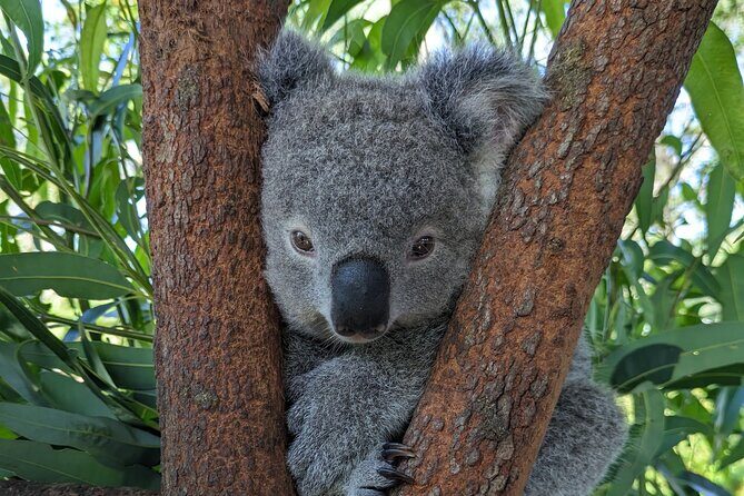 Koala & Kangaroos Experience, Waterfalls and Scenic Train Journey - A Deep Dive into the Itinerary