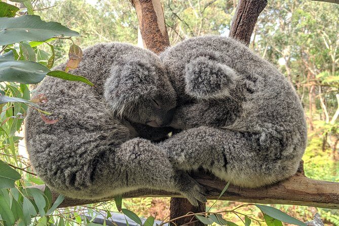 Koala & Kangaroos Experience, Waterfalls and Scenic Train Journey - Practical Details & Considerations