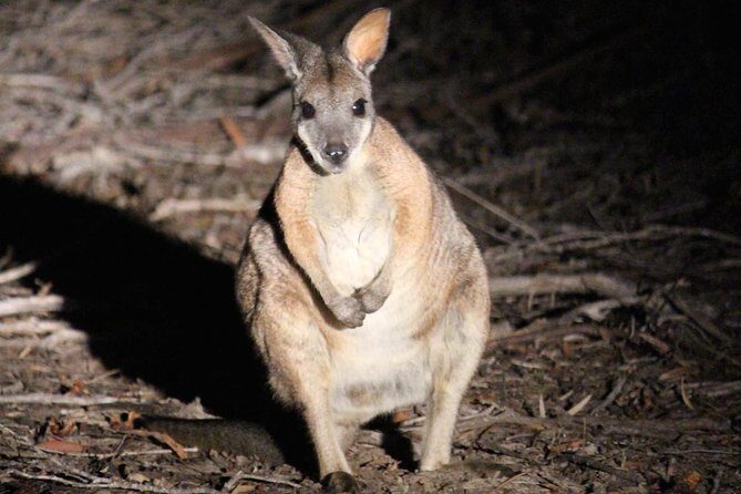Koala Walking Tour in Kangaroo Island - Practical Tips for Participants