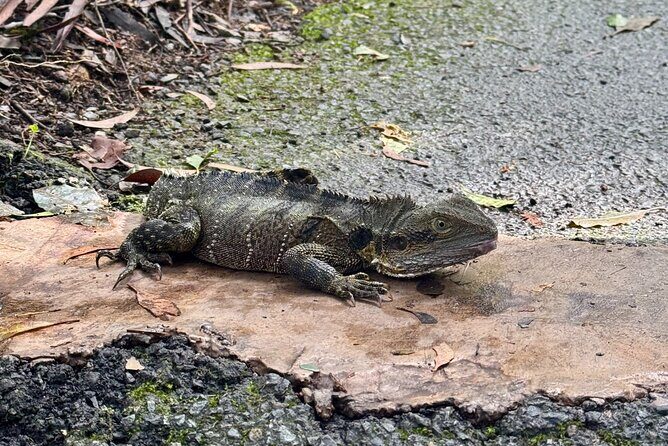 Koalas, 6 Springbrook Waterfalls and Natural Bridge Day Tour - FAQ