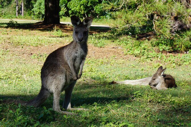 Koalas, Glow Worms & Kangaroos - Nature & Rainforest Walk - Authenticity and Unique Features