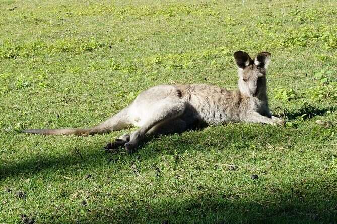 Koalas, Glow Worms & Kangaroos - Nature & Rainforest Walk - Who Will Enjoy This Tour?
