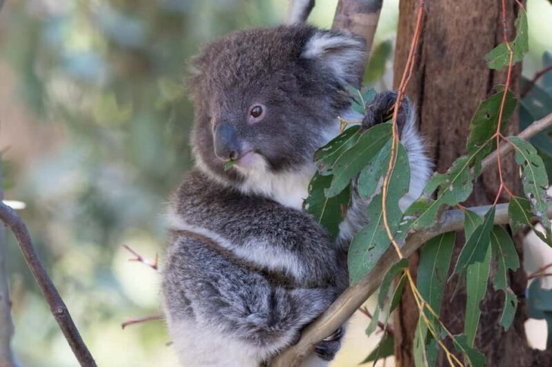 Koalas, Kangaroos and Lyrebirds - Key Points
