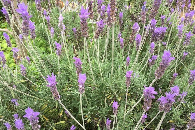 Kobe private tour from Osaka (Shore excursion available from Osaka or Kobe port) - The Sum Up: Who Will Love This Tour?