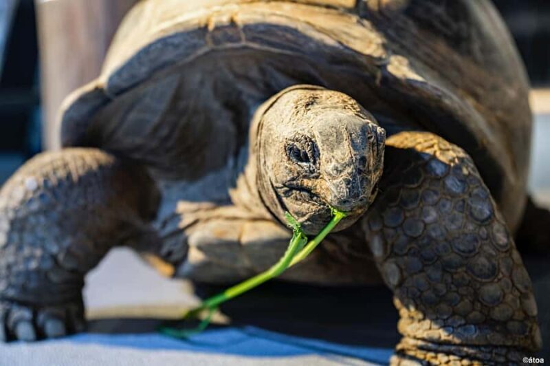 Kobe: Urban Aquarium AQUARIUM×ART átoa Entry Ticket - The Sum Up: Is It Worth Visiting?