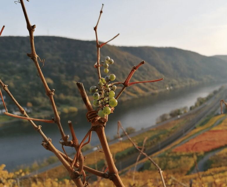 Koblenz: The Living Vineyard, Nature & Wine Enjoyment - Discovering Koblenz’s Living Landscape
