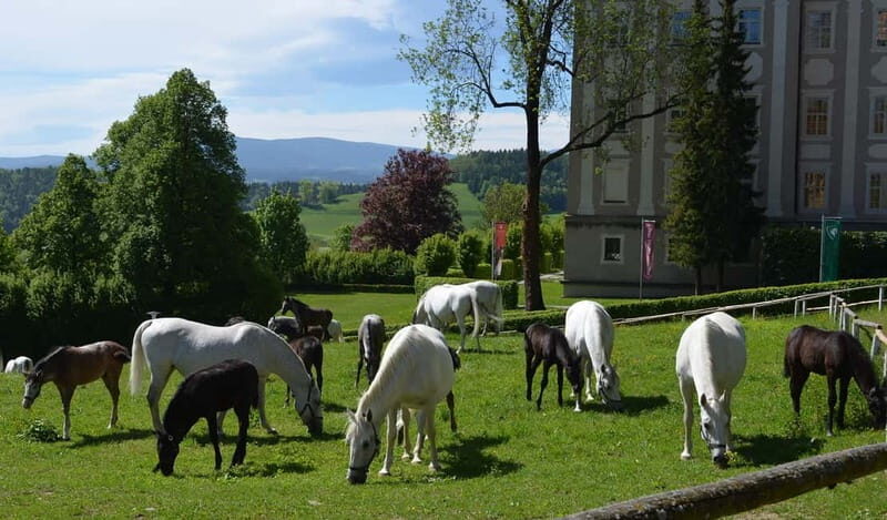 Köflach: Lipizzaner Stud Farm Visit - Key Points