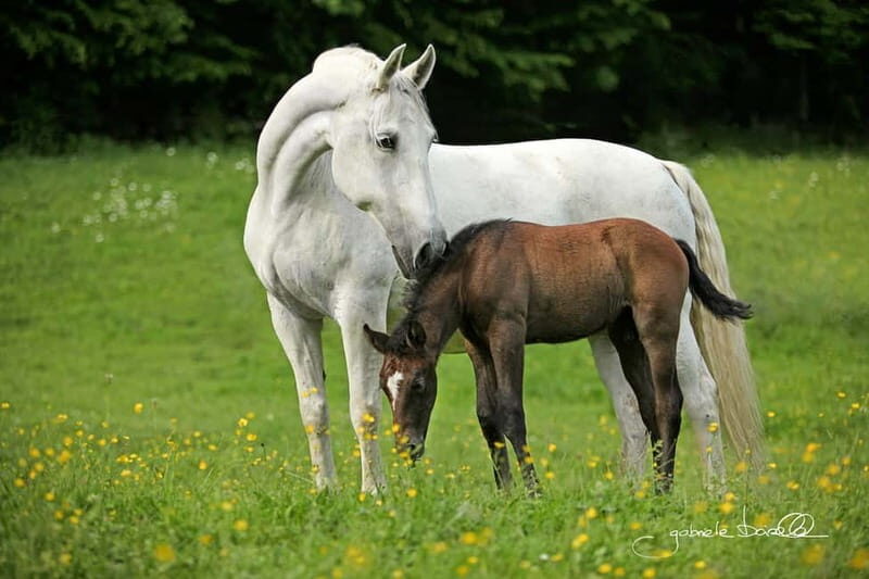 Köflach: Lipizzaner Stud Farm Visit - An Introduction to the Lipizzaner Stud Farm in Köflach