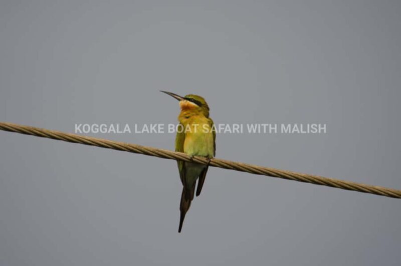 Koggala Lake Boat Safari with Malish - FAQ