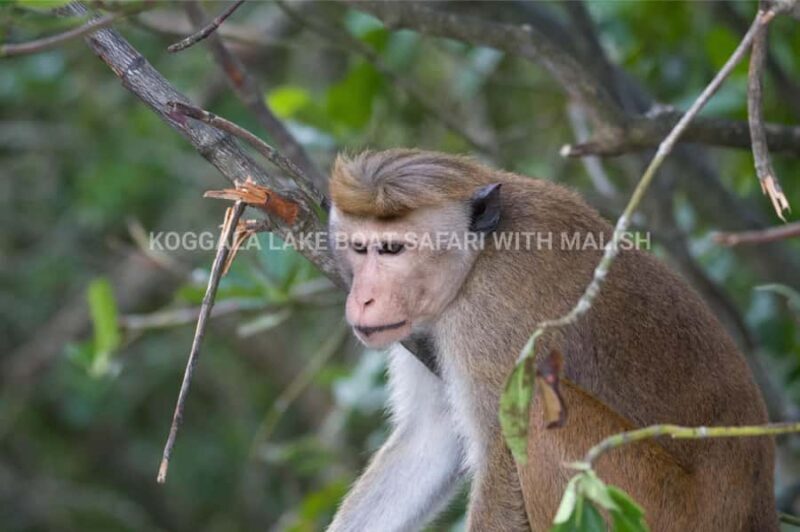 Koggala Lake Boat Safari with Malish - Final Thoughts