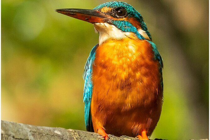 Koggala Lake Boat Safari with Malish - The Sum Up: Is It Worth It?