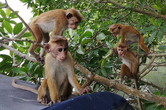 Koggala Lake Safari: Monkeys, Wildlife & Cinnamon Island Visit - Exploring Koggala Lake in Detail