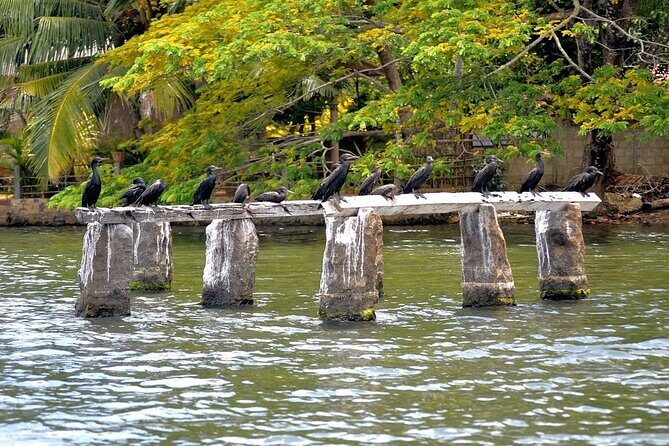 Koggala Lake Safari: Monkeys, Wildlife & Cinnamon Island Visit - The Sum Up