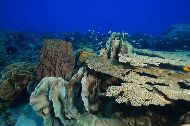 Koh Chang: 1-Day Dive Trip to Top Underwater Sites - Food, Drinks, and Relaxation