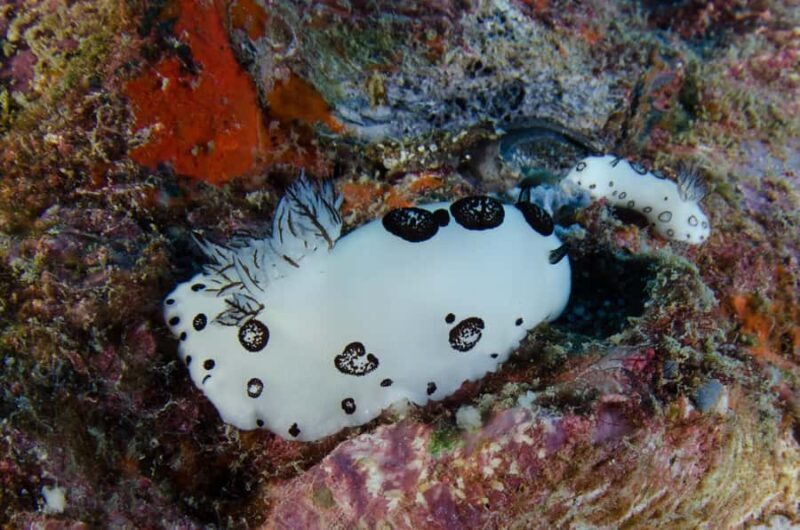 Koh Chang: 1-Day Dive Trip to Top Underwater Sites - Practical Considerations