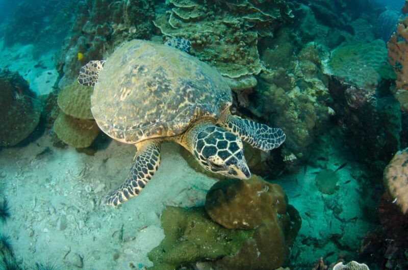 Koh Chang: 1-Day Dive Trip to Top Underwater Sites - Authentic Traveler Feedback